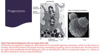 Movement of Molecules across Cell Membranes#2 | PPTX