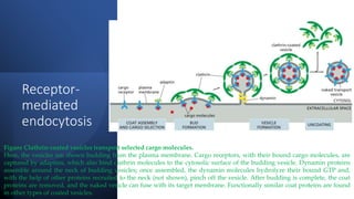 Movement of Molecules across Cell Membranes#2 | PPTX