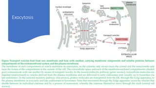 Movement of Molecules across Cell Membranes#2 | PPTX