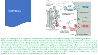 Movement of Molecules across Cell Membranes#2 | PPTX | Biological ...