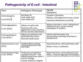E. Coli of clinical importance medical microbiology | PPT