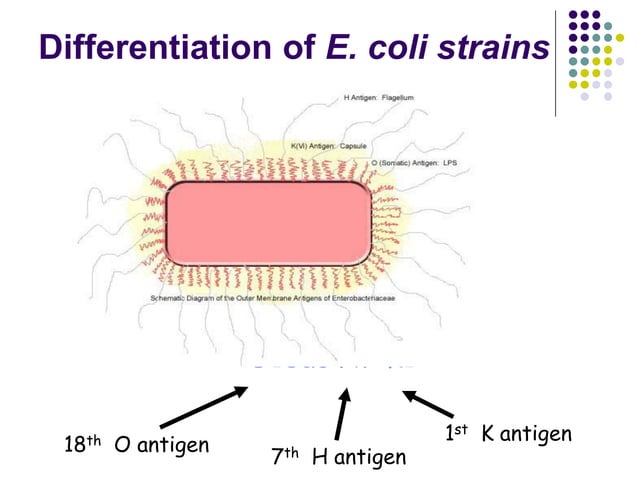 E. Coli of clinical importance medical microbiology | PPT