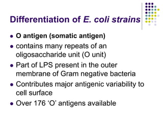 E. Coli of clinical importance medical microbiology | PPT