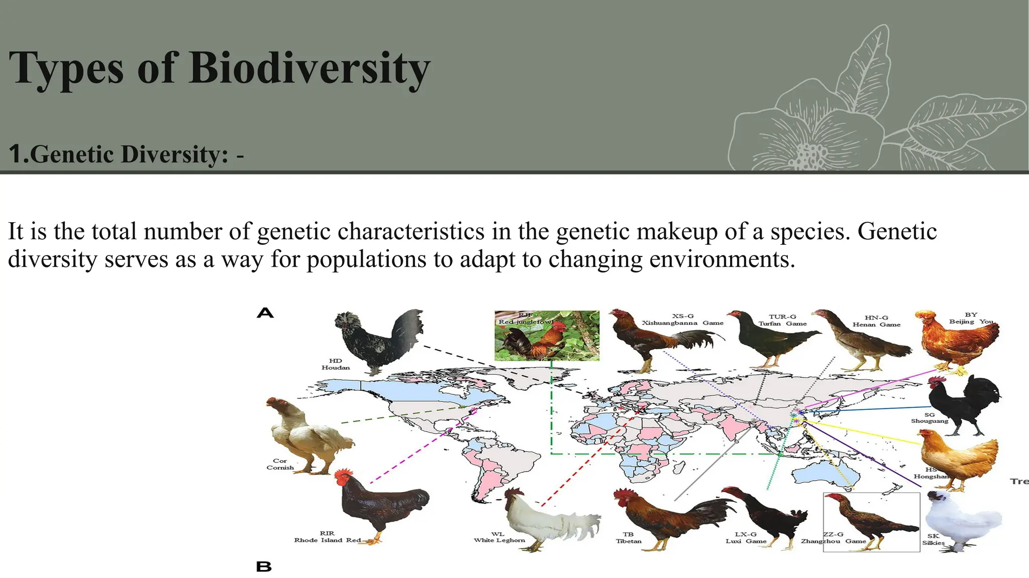 Environmental Studies Biodiversity | PPTX