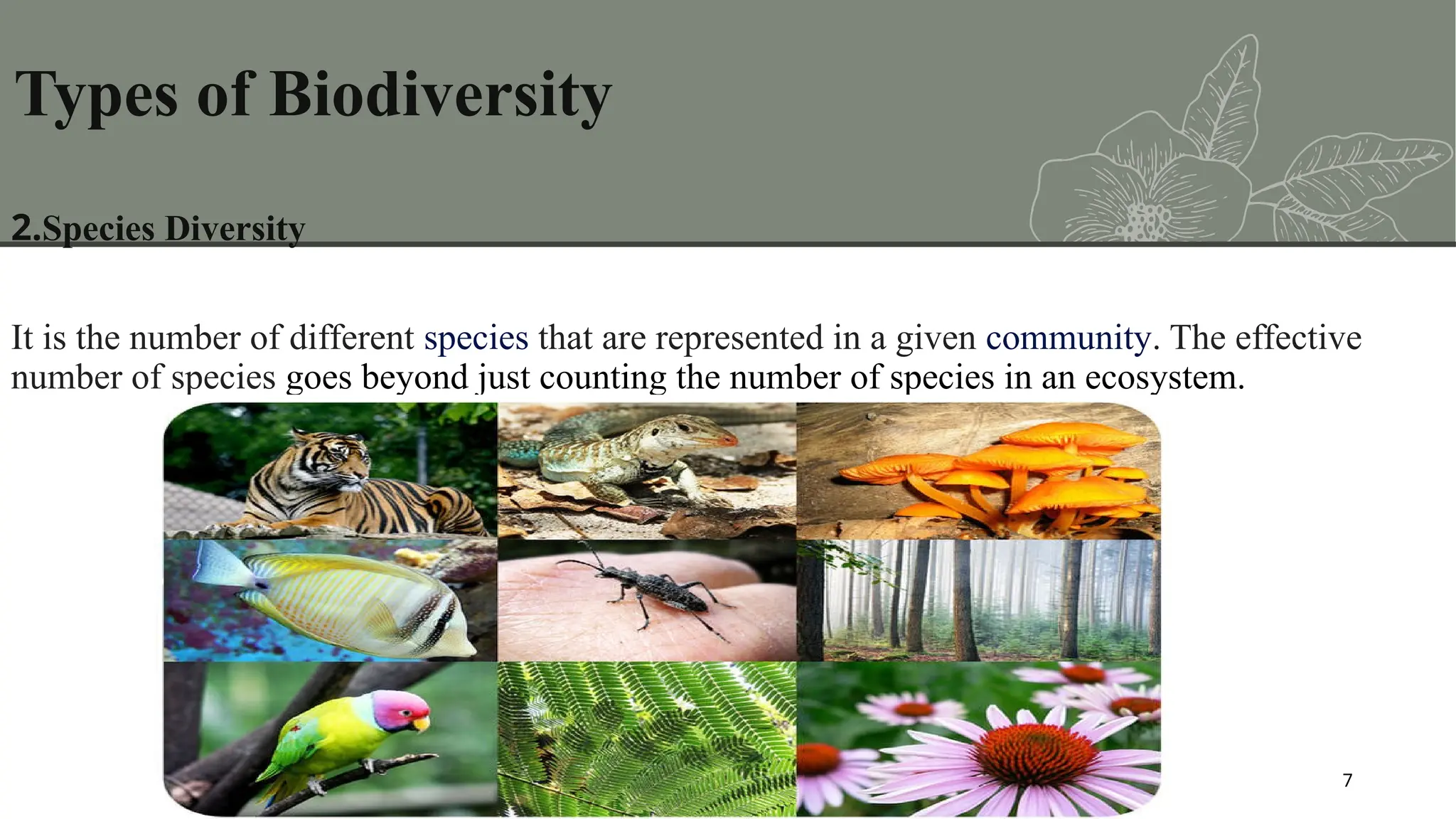 Environmental Studies Biodiversity | PPTX