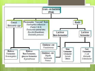 E.coli.pdf bacteria classification various | PDF
