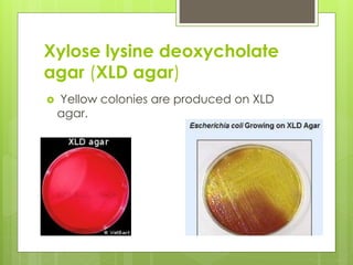 E.coli.pdf bacteria classification various | PDF