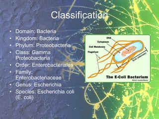 E-Coli.ppt