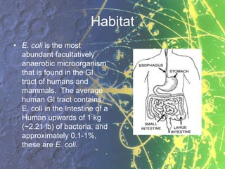 E-Coli.ppt