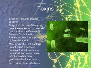 E-Coli.ppt