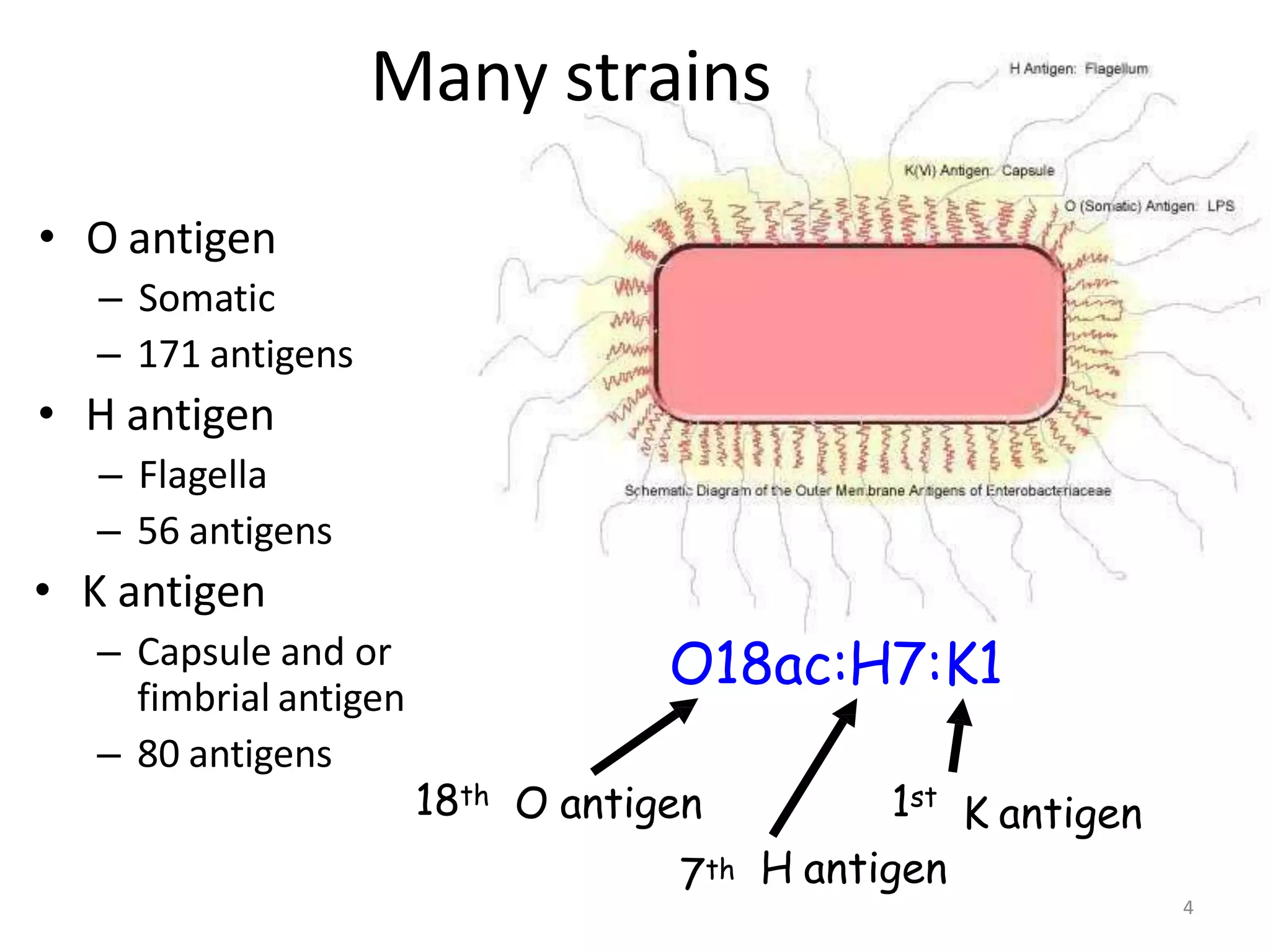 e-coli-presentation1-150519165248-lva1-app6892.pptx | Infectious ...