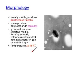 Escherichia Coli Morphology