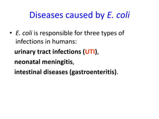 E Coli Causes