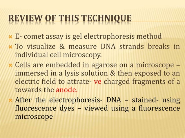 E comet assay | PPT