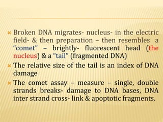 E comet assay | PPTX