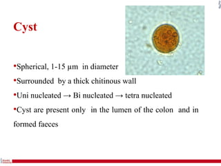 E. histolytica | PPT