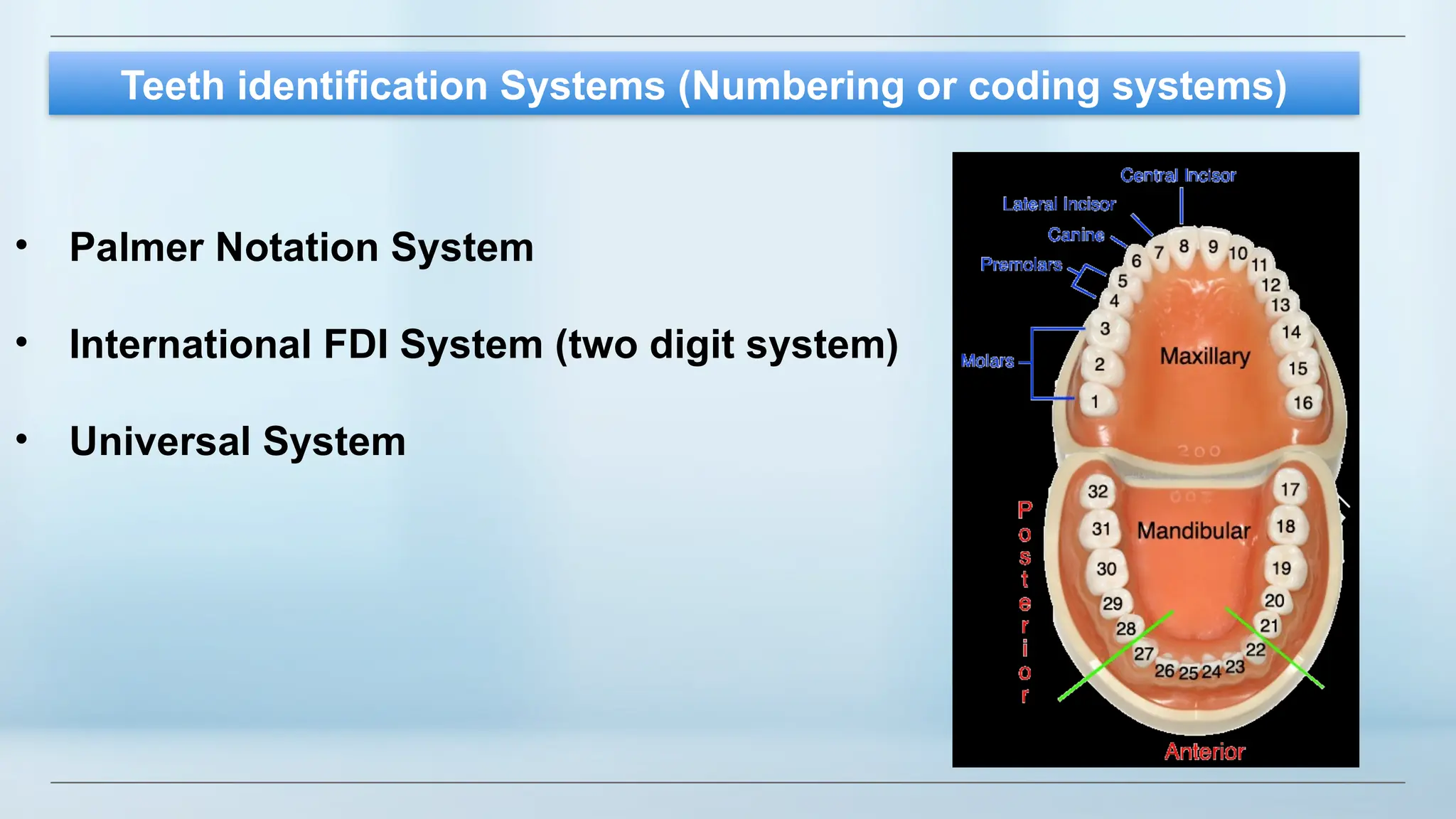 E-Introduction To Dental Anatomy-Part 1 (1).pptx | Dental Health ...