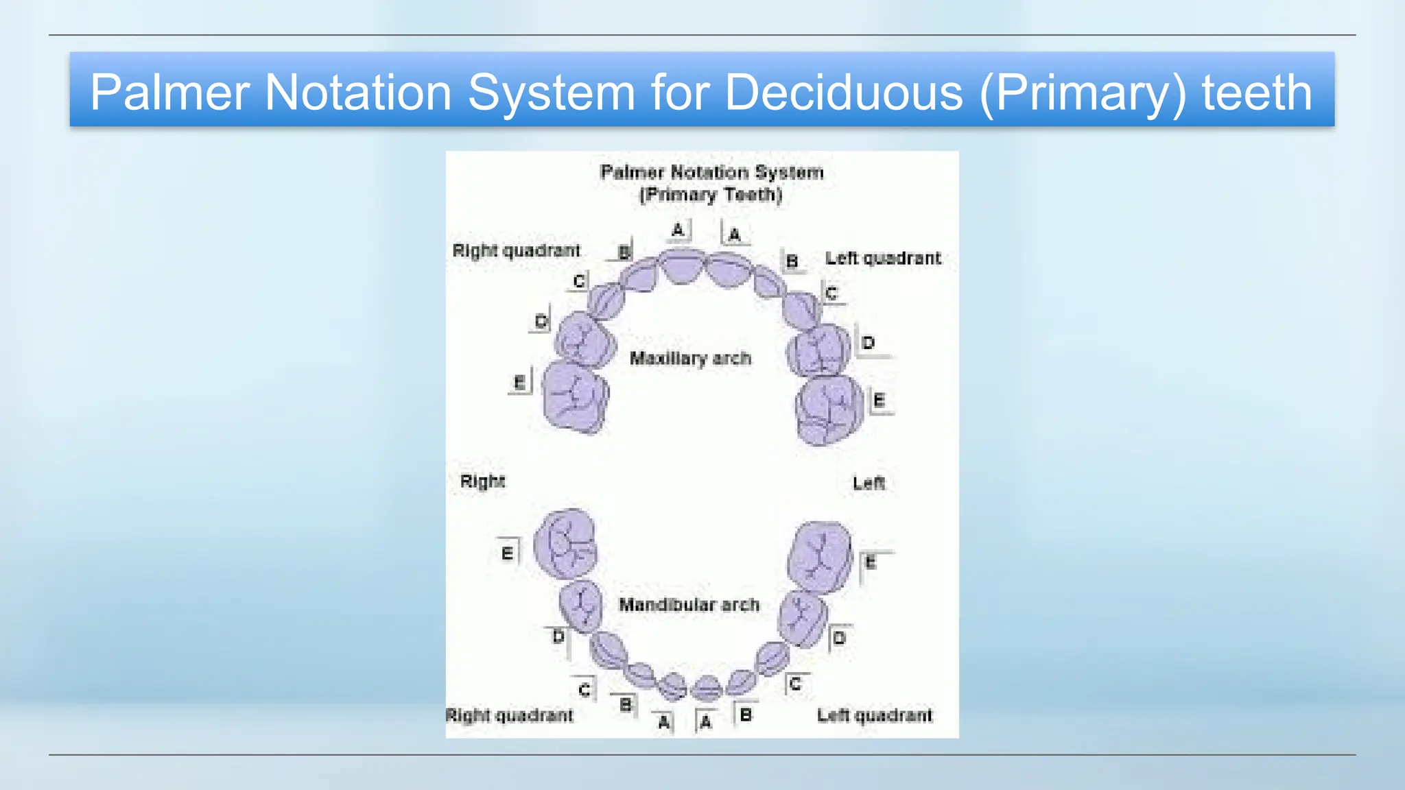 E-Introduction To Dental Anatomy-Part 1 (1).pptx