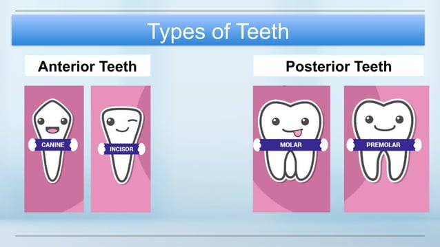 E-Introduction To Dental Anatomy-Part 1 (1).pptx | Dental Health ...