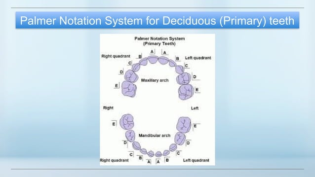 E-Introduction To Dental Anatomy-Part 1 (1).pptx | Dental Health ...