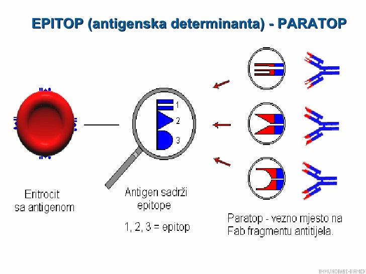 Transfuzijska medicina - online tečaj