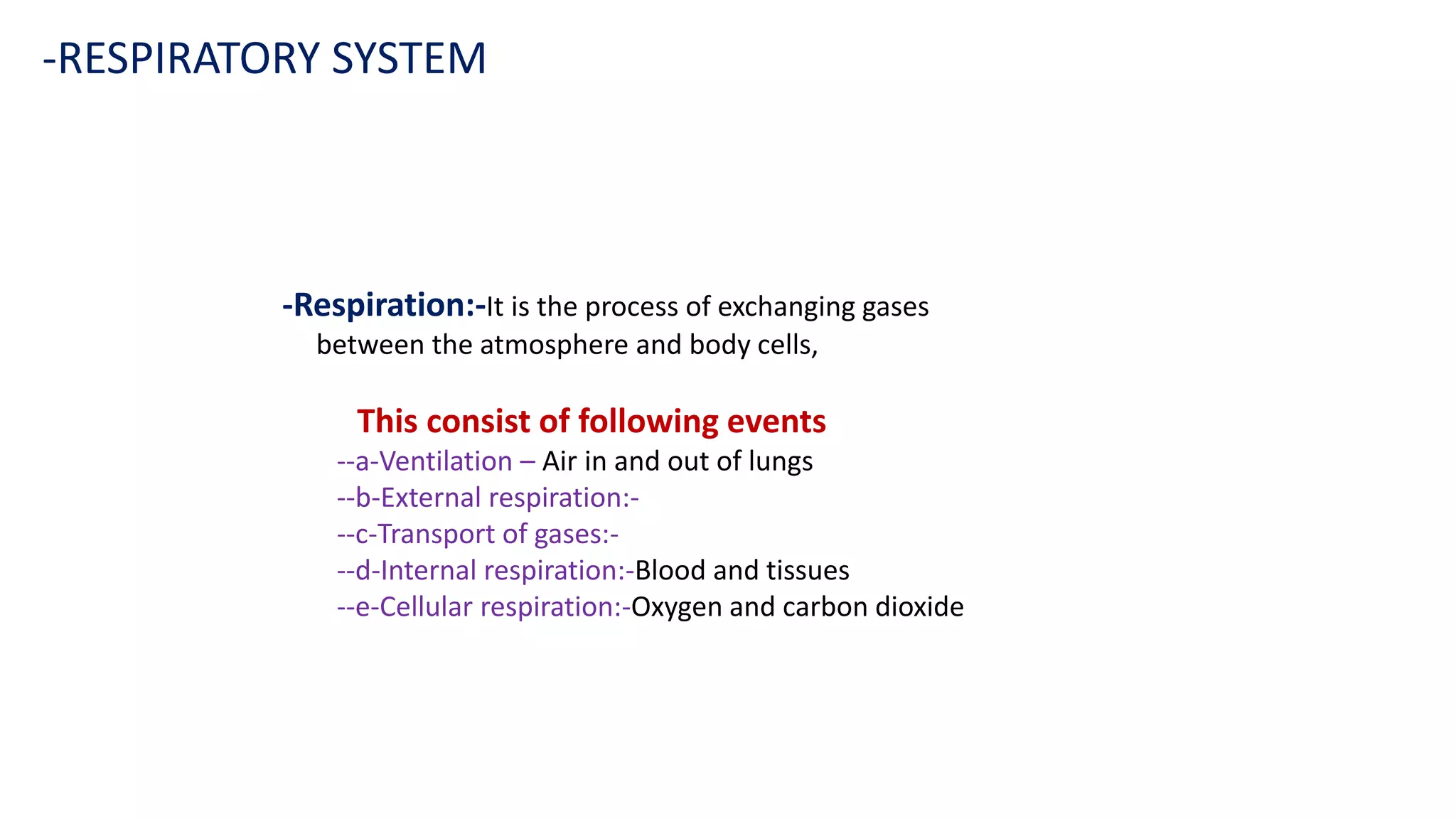 E lecture respiratory system | PPTX