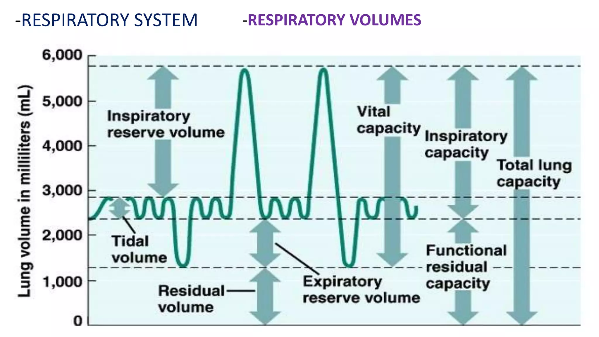 E lecture respiratory system | PPTX