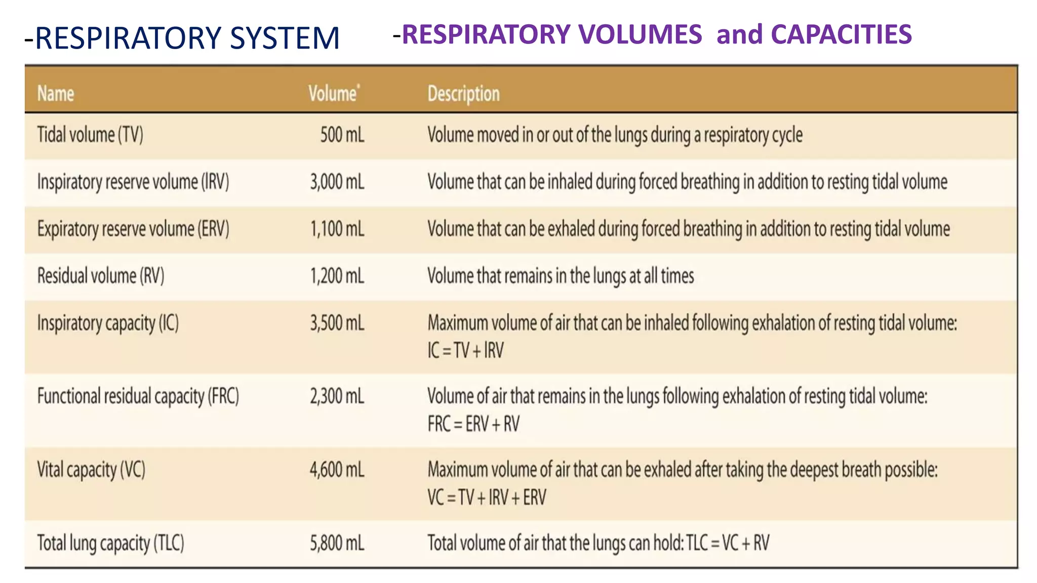 E lecture respiratory system | PPTX