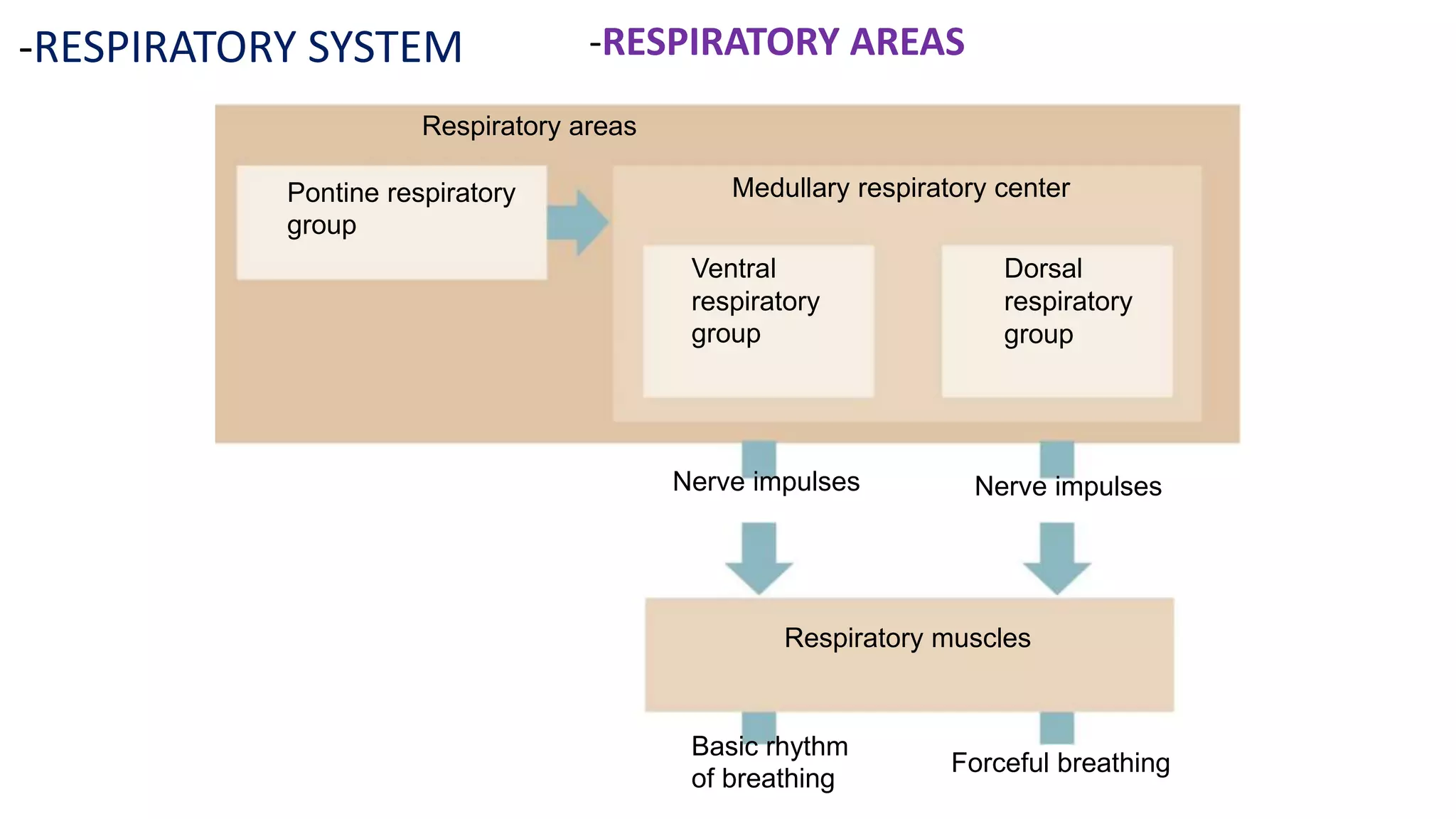 E lecture respiratory system | PPTX