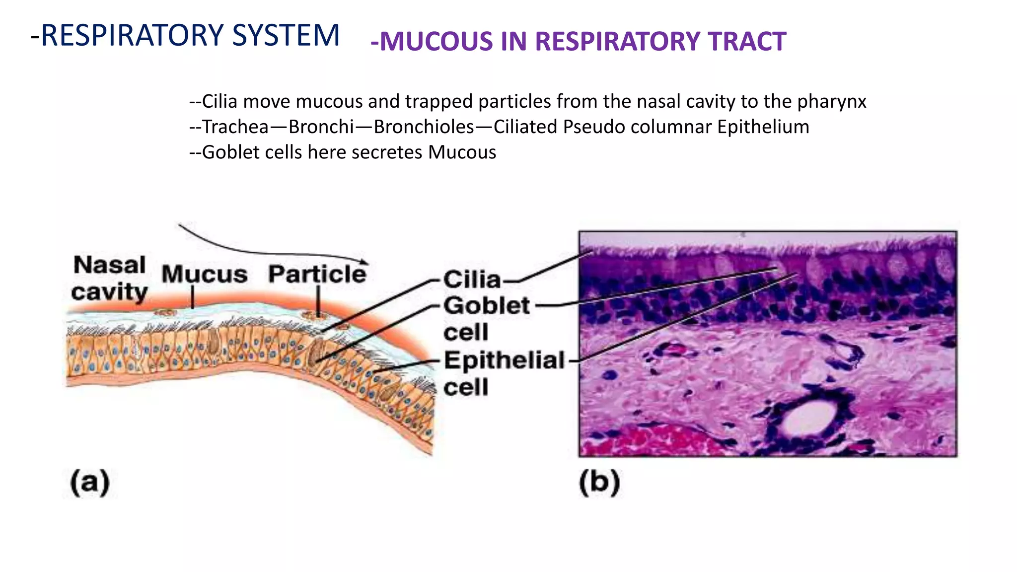 E lecture respiratory system | PPTX