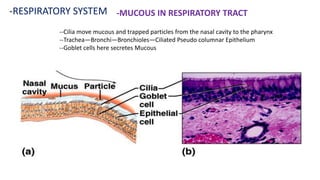 E lecture respiratory system | PPTX