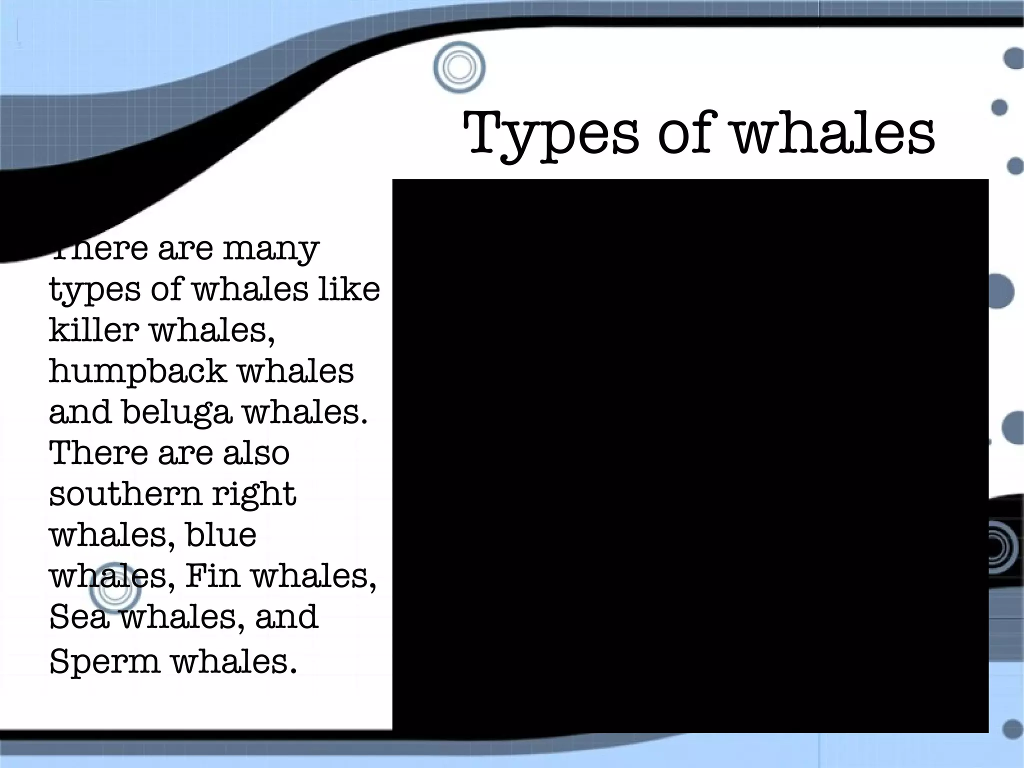 Whales | PPT