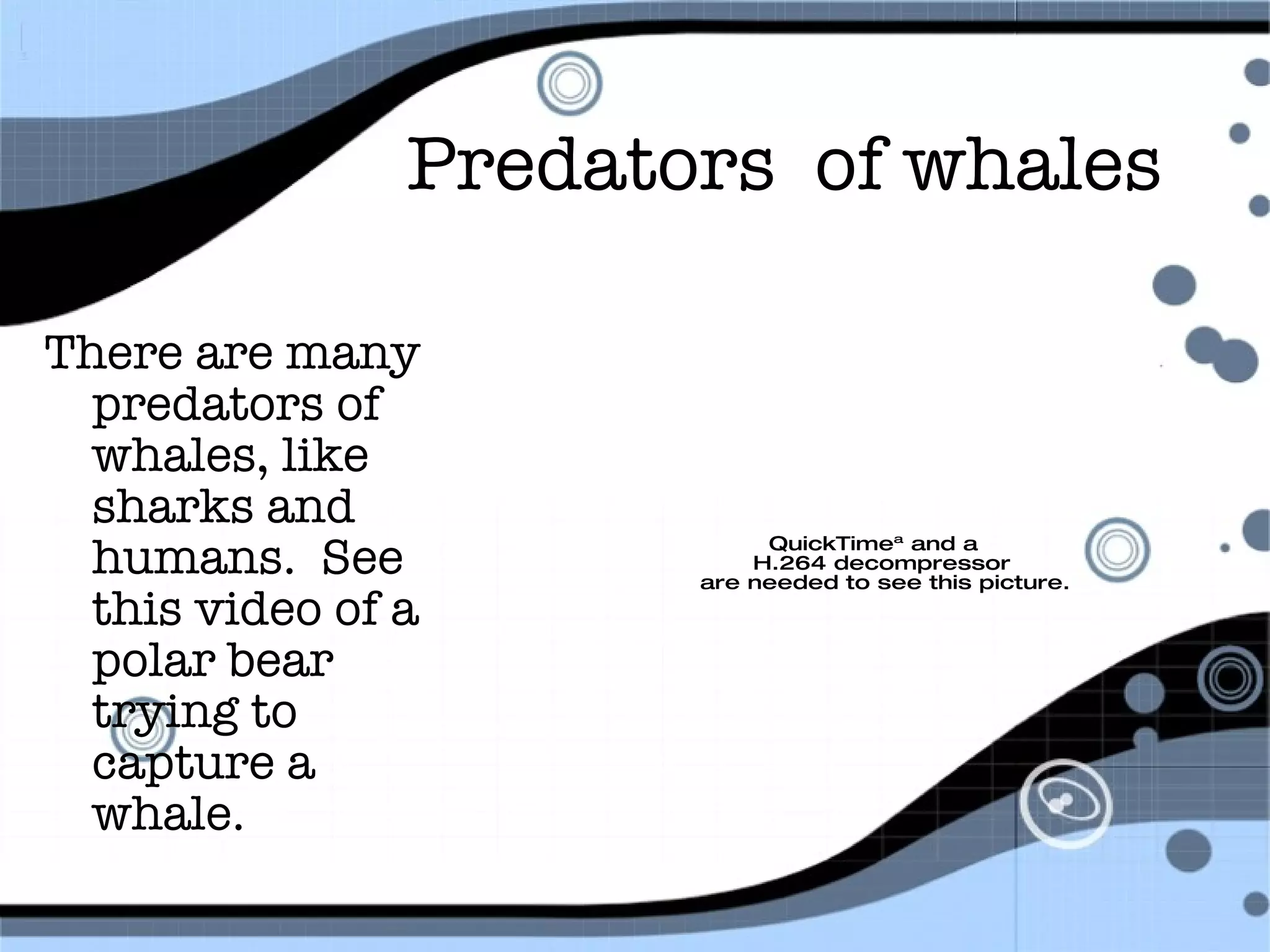 Whales | PPT