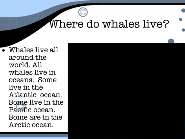 Whales | PPT