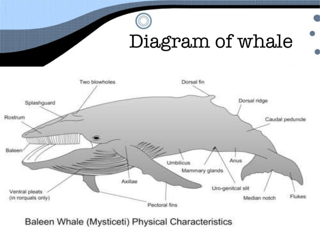Whales | PPT
