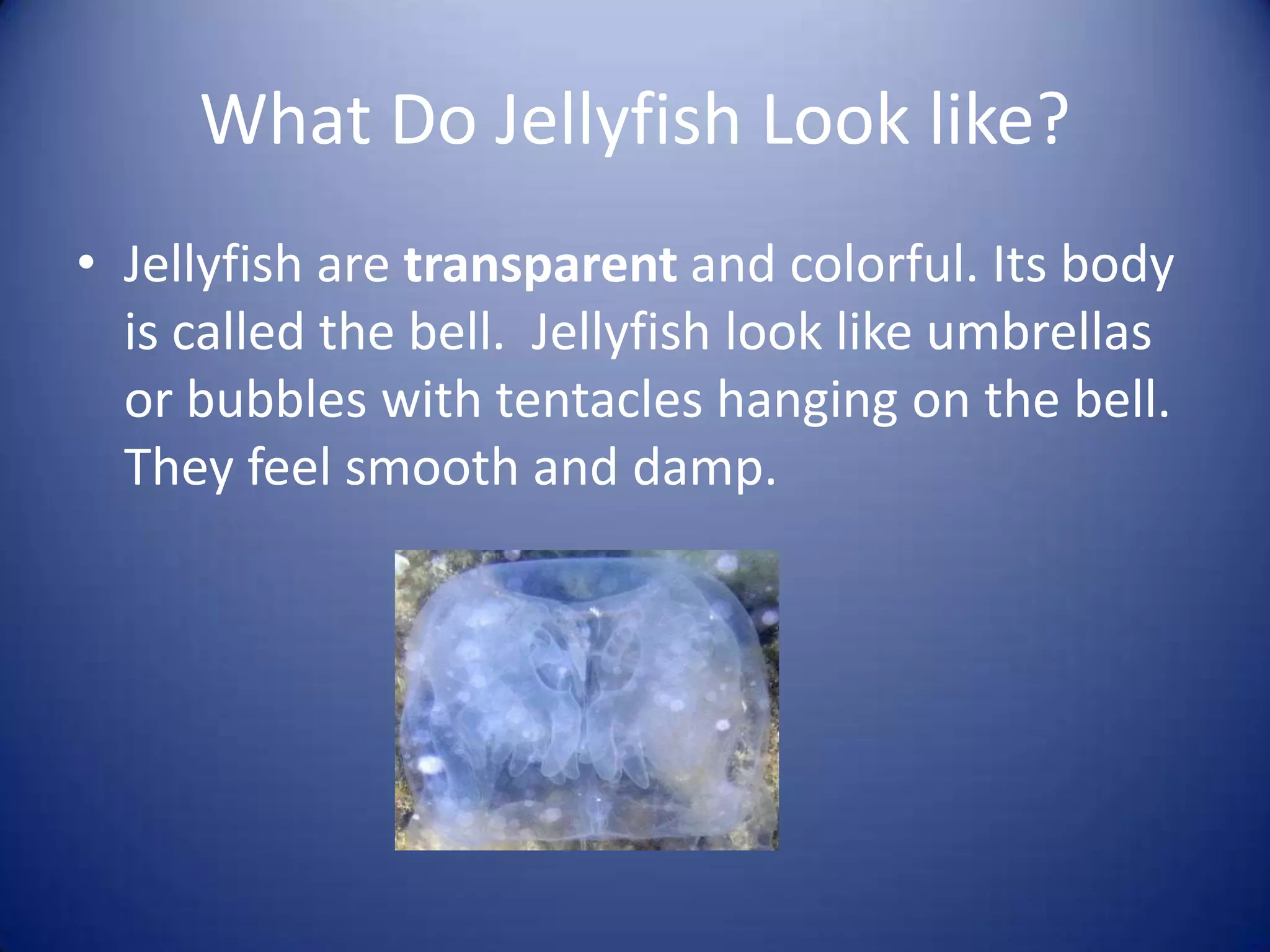 Jellyfish | PPTX