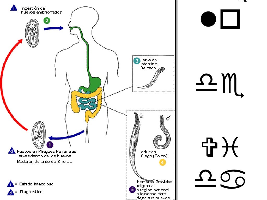 Enterobius Vermicularis