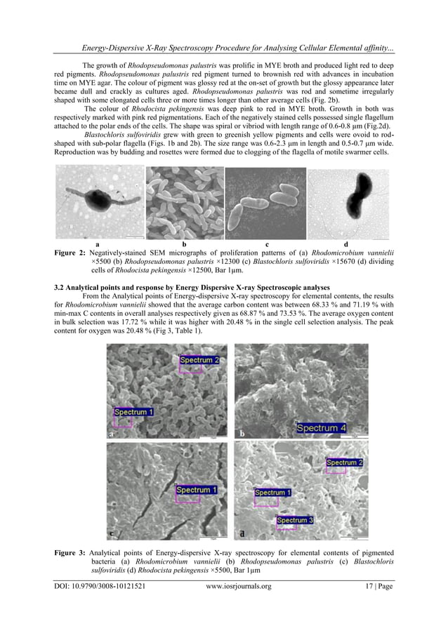 Energy-Dispersive X-Ray Spectroscopy Procedure for Analysing Cellular ...