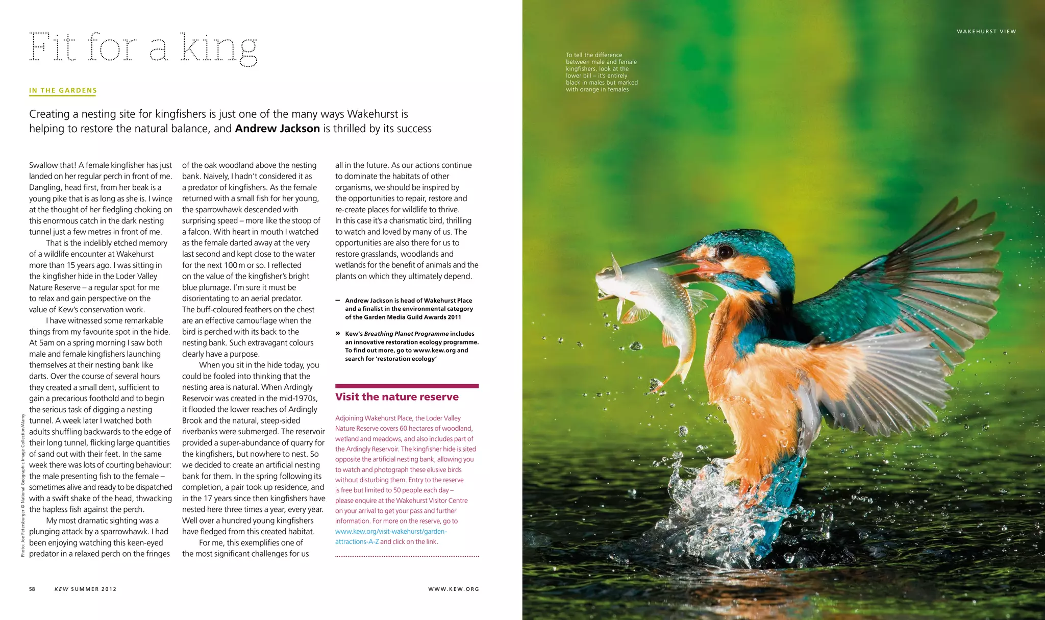 Fit for a king - kingfisher | PDF