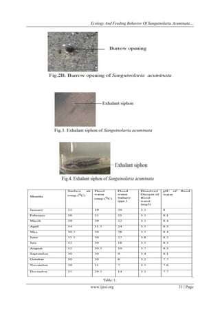 Ecology and feeding behavior of Sanguinolaria acuminata (Reeve, 1857 ...