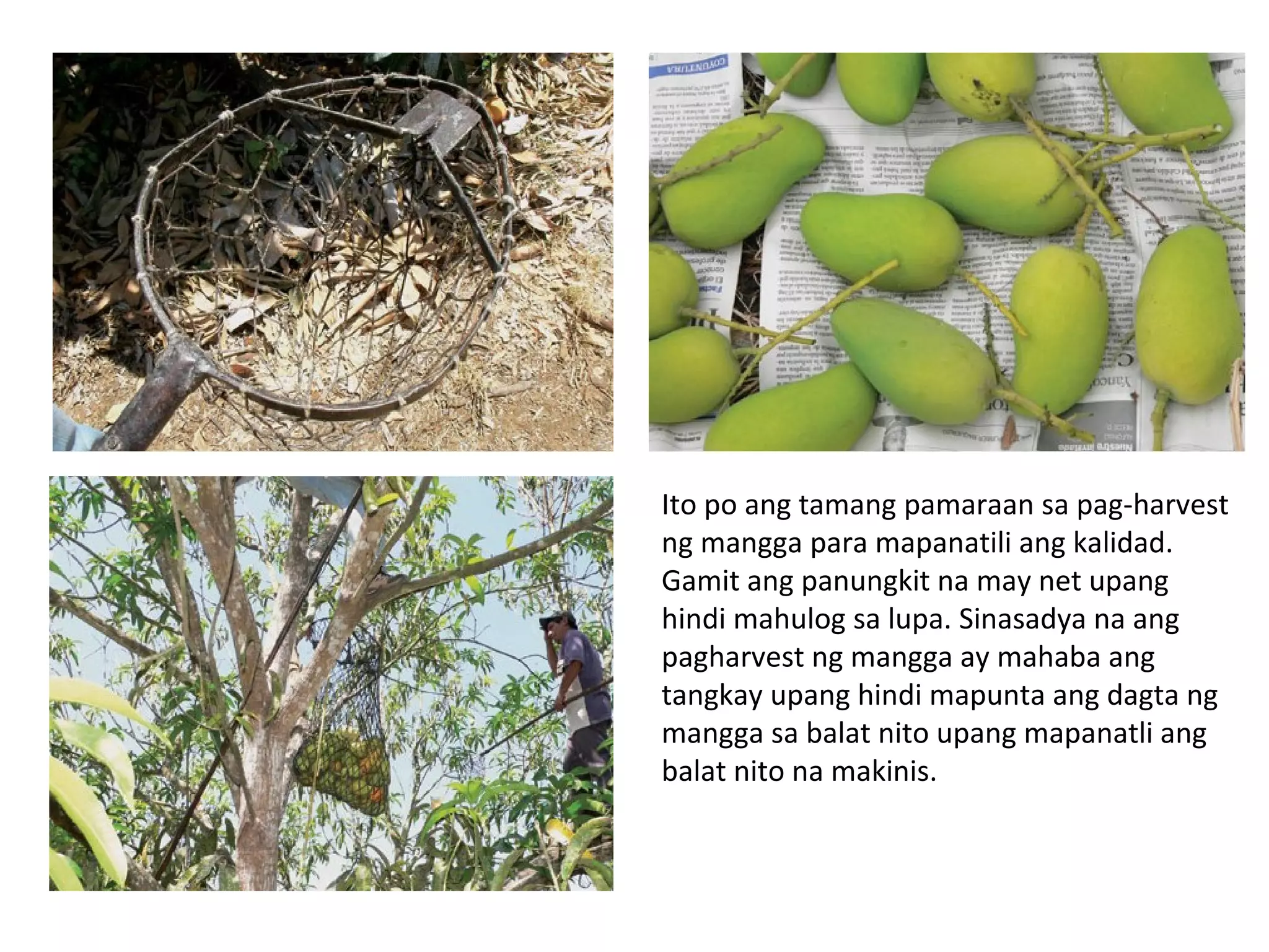 MANGO PROCESSING | PPT