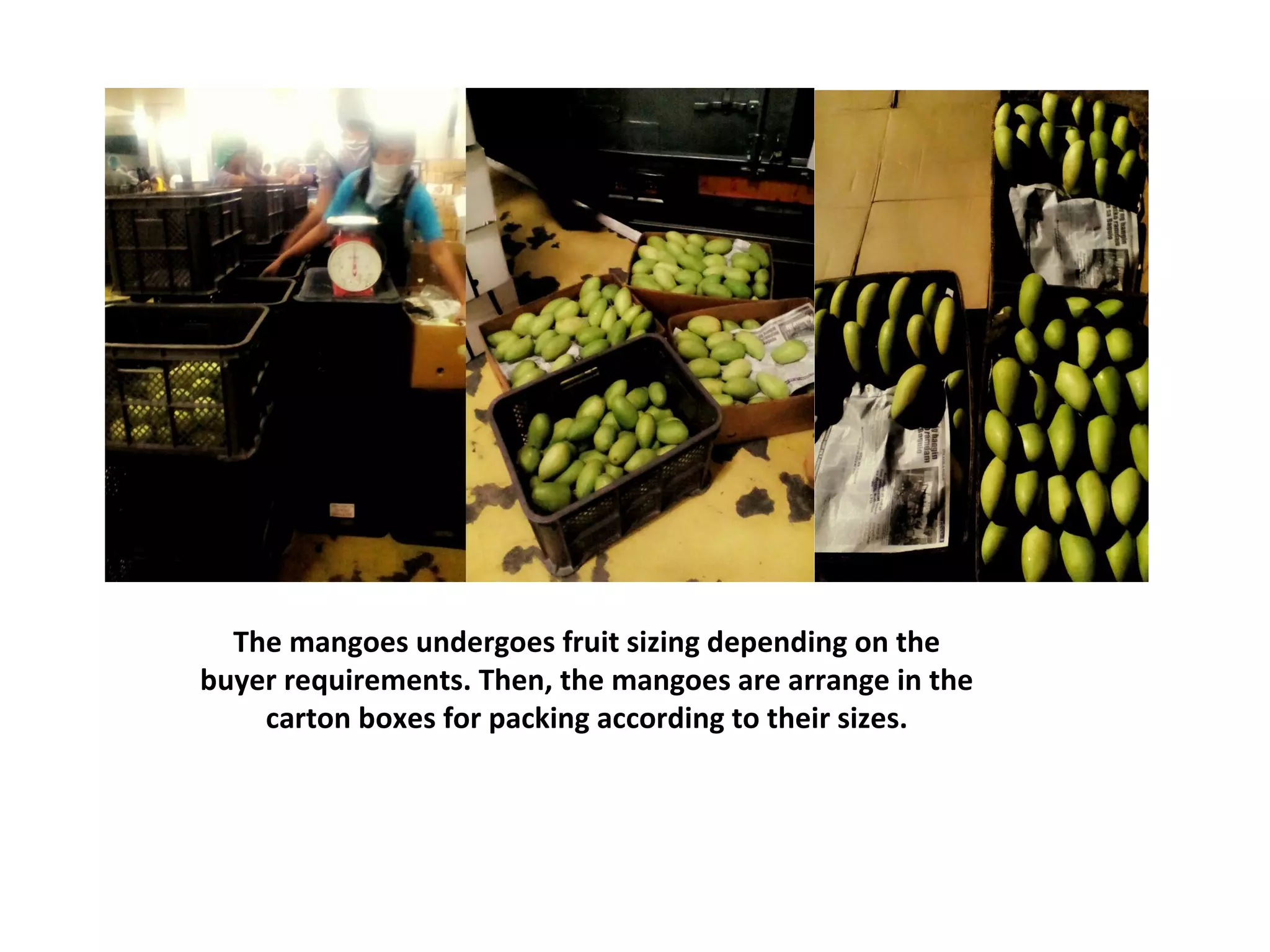 MANGO PROCESSING | PPT