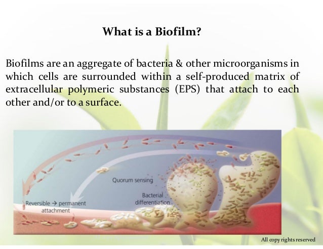 Biofilm-T Presentation 24.03.2014(1)