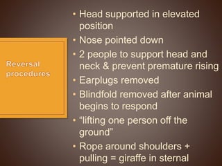 Giraffe Anesthesia Presentation-Emily Hall-2 | PPTX