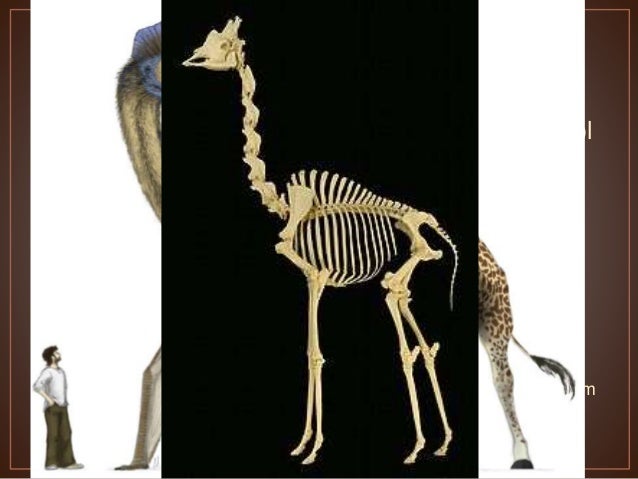 Giraffe Anesthesia Presentation-Emily Hall-2