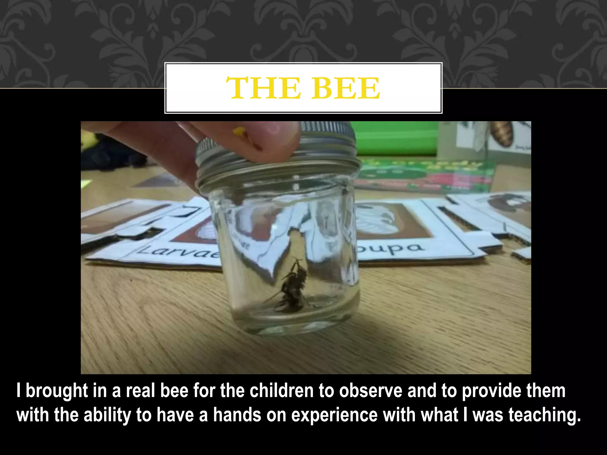 Chandler, Science Shoebox. bees | PPTX