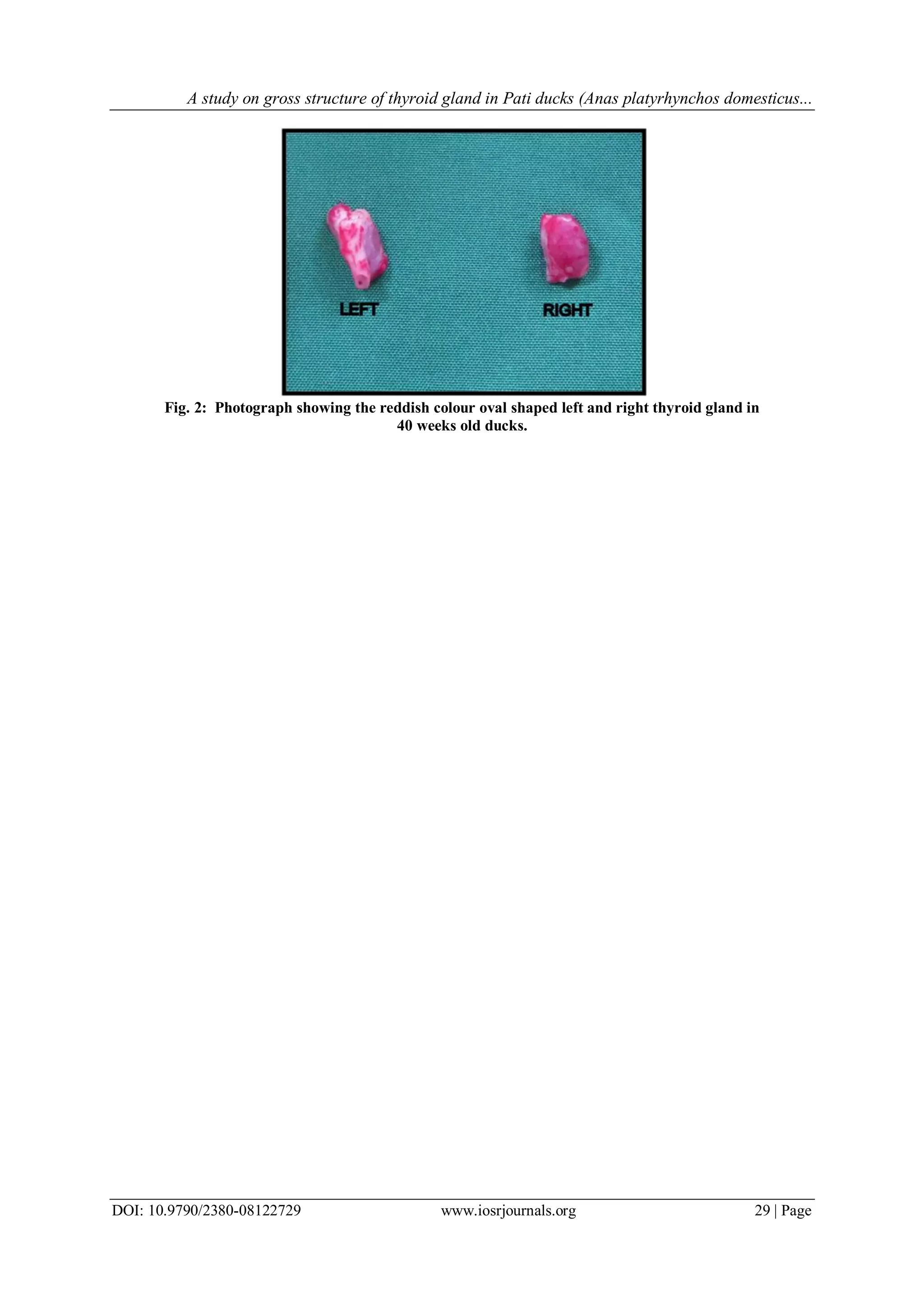 A Study on Gross Structure of Thyroid Gland in Pati Ducks (Anas ...