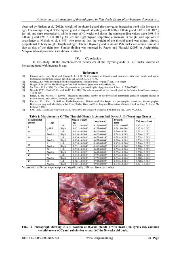 A Study on Gross Structure of Thyroid Gland in Pati Ducks (Anas ...