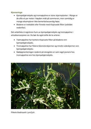 kjempebjornekjeks | PDF