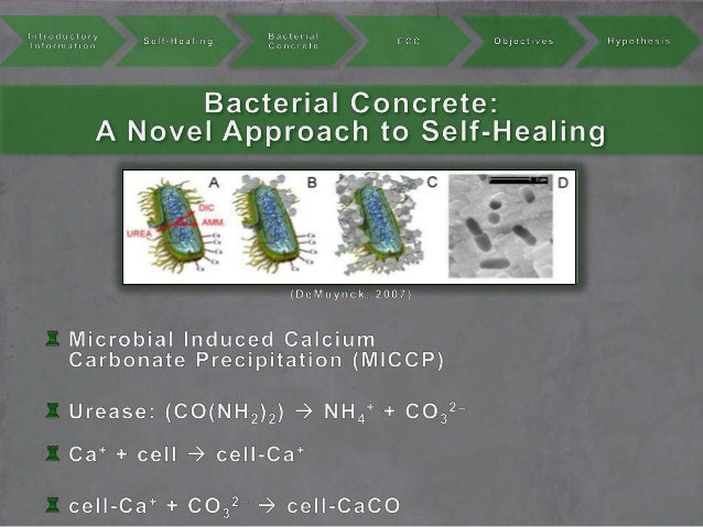 Next Generation Self-Healing Concrete-Infusing Bacteria into Engineer…